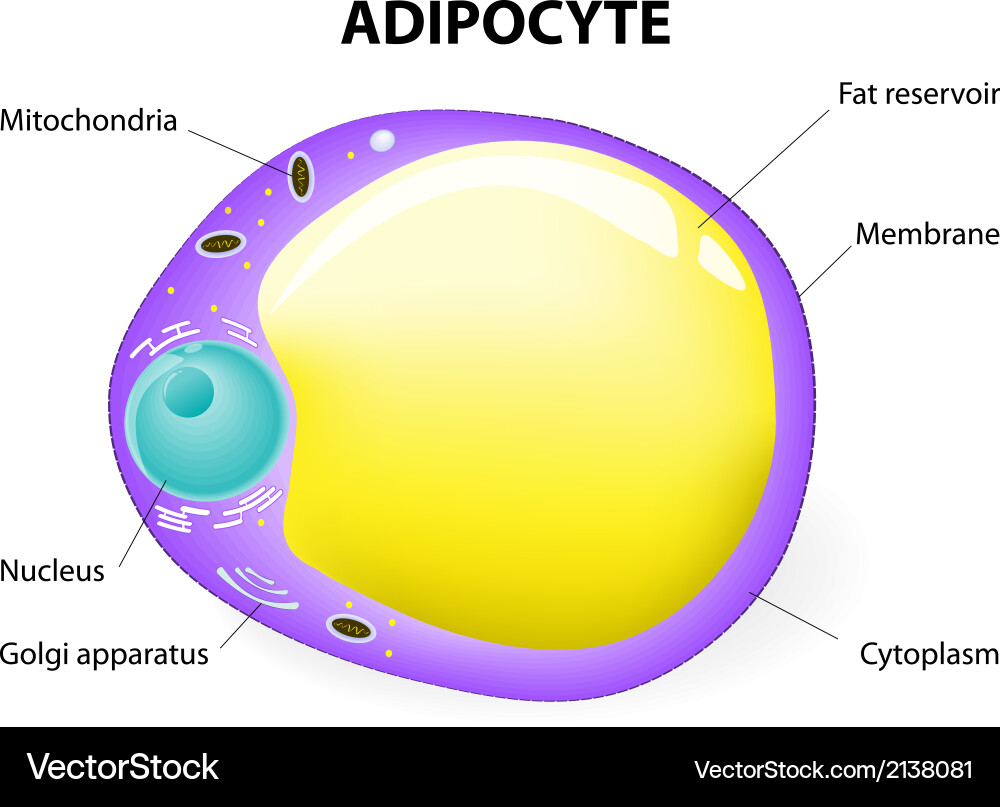 Fat cell Royalty Free Vector Image - VectorStock