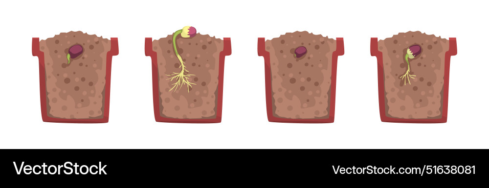 Germination seed in flower pot cross section with Vector Image