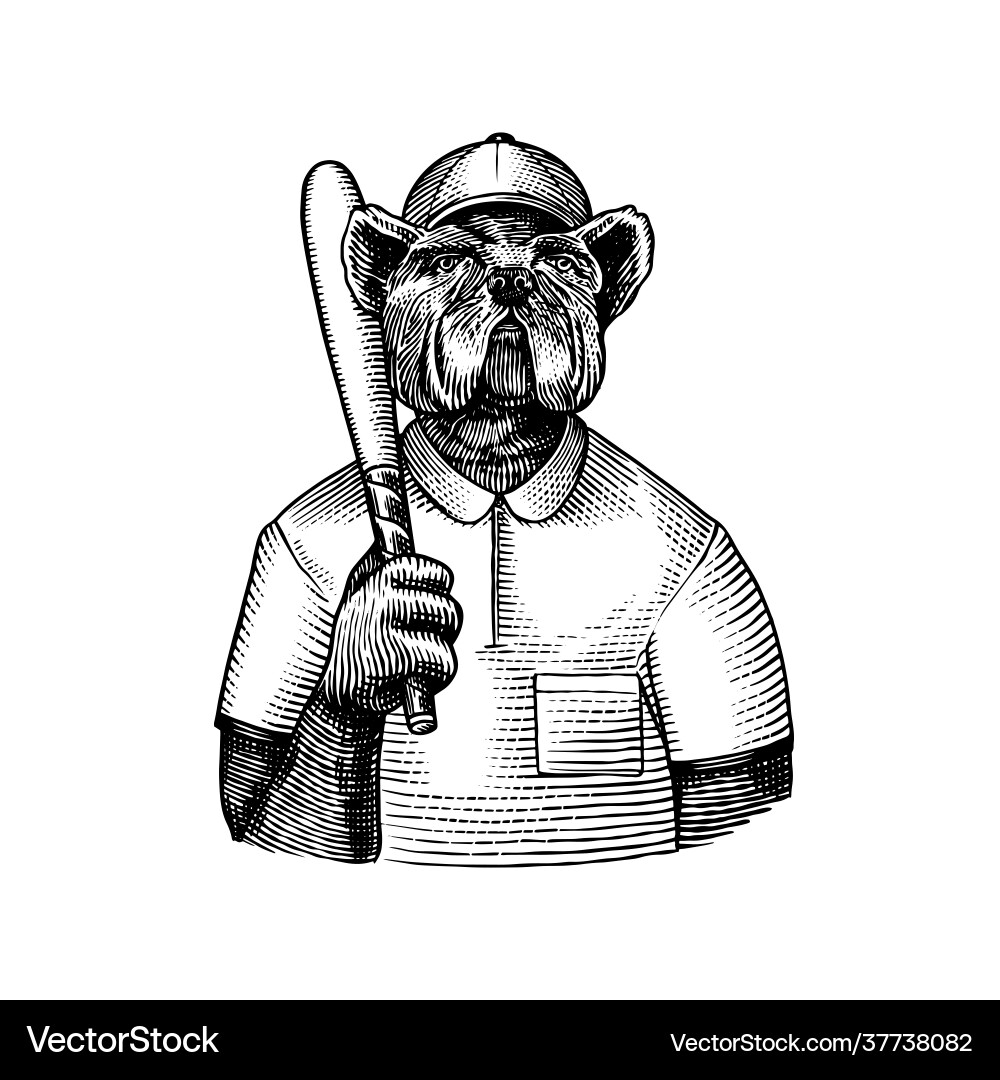 Bulldog Baseball Player Royalty Free Vector Image