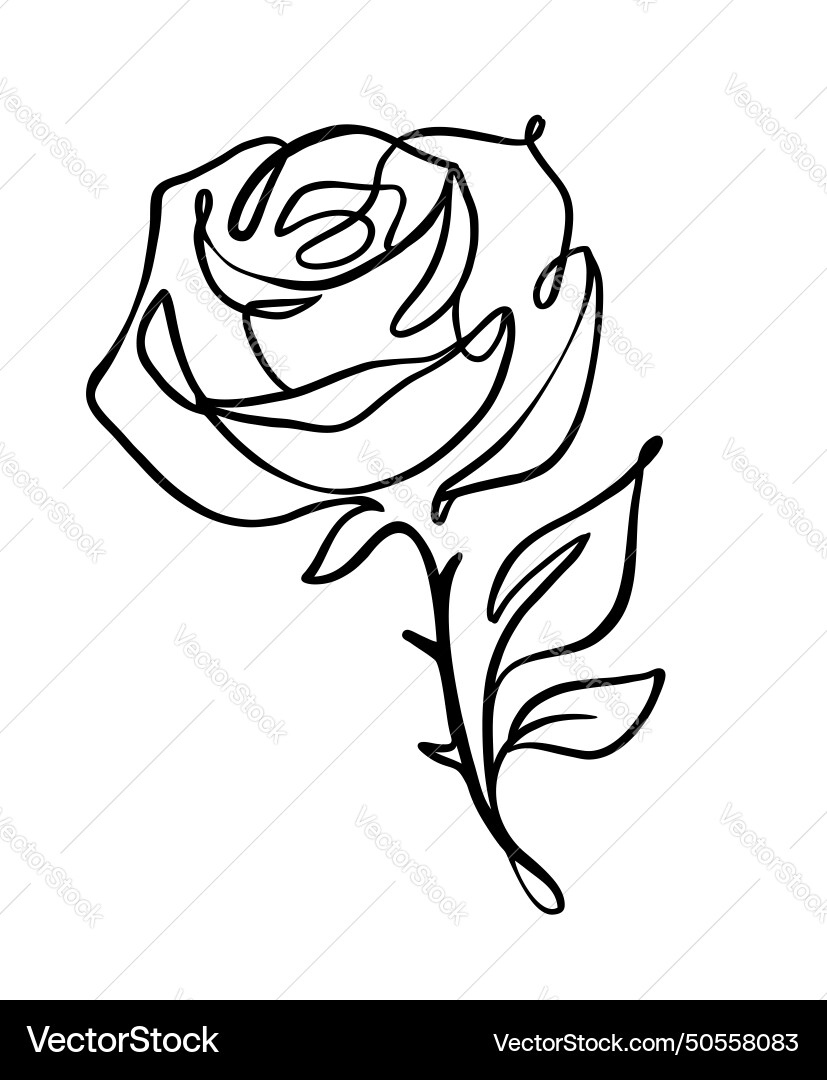 Rose flower sketch beautiful floral for love Vector Image