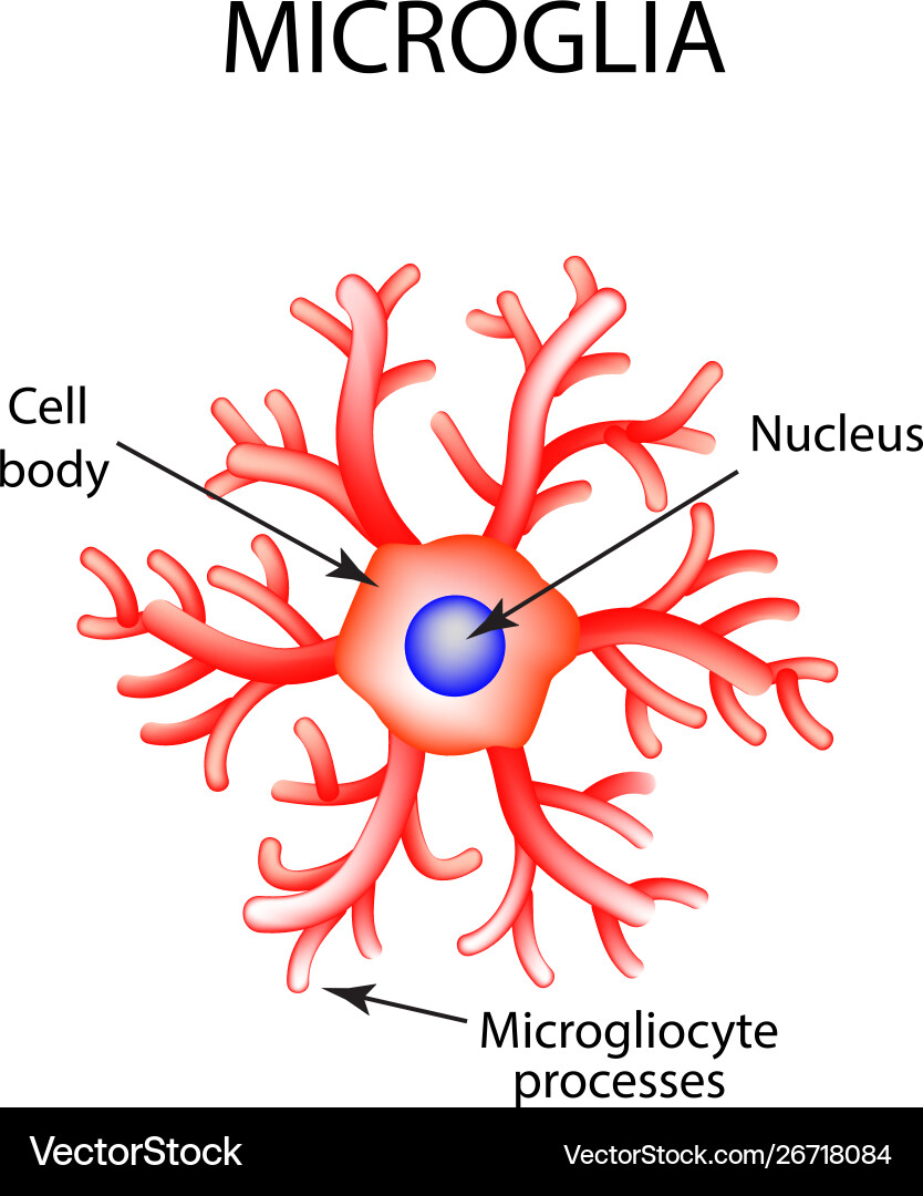 Structure microglia neuron nerve cell Royalty Free Vector