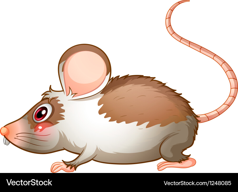 A side view of rat Royalty Free Vector Image - VectorStock