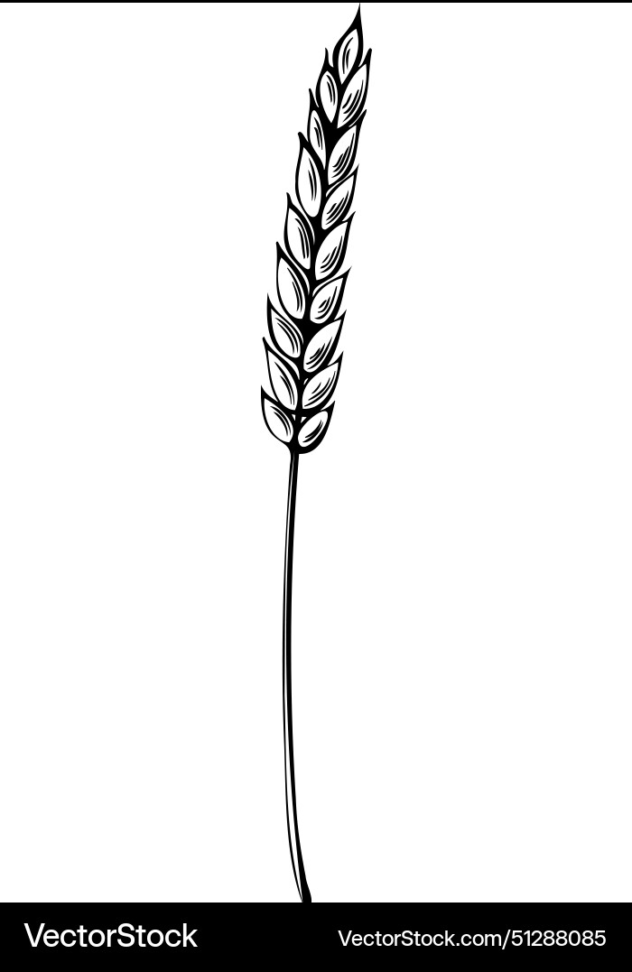 Wheat ear with grains Royalty Free Vector Image