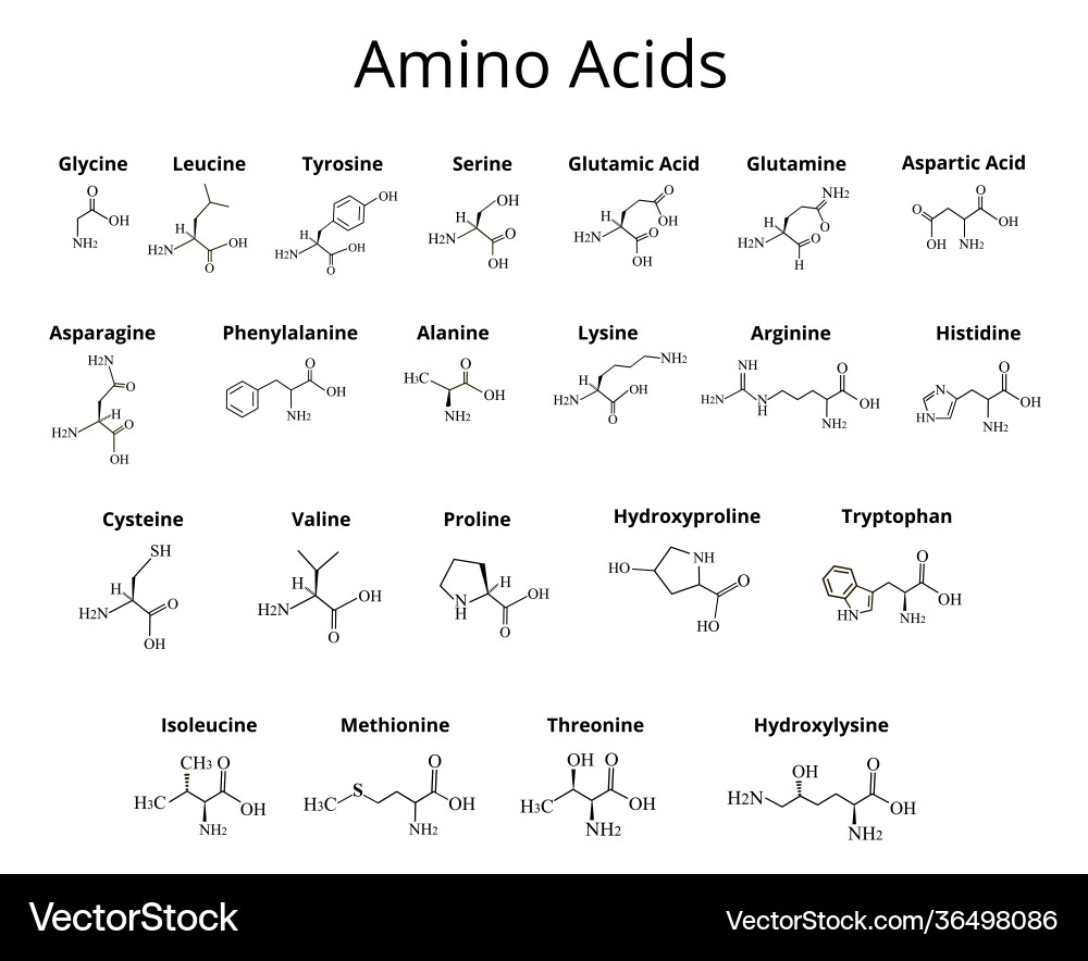 Alanine Amino Acid Vector Images (over 150)