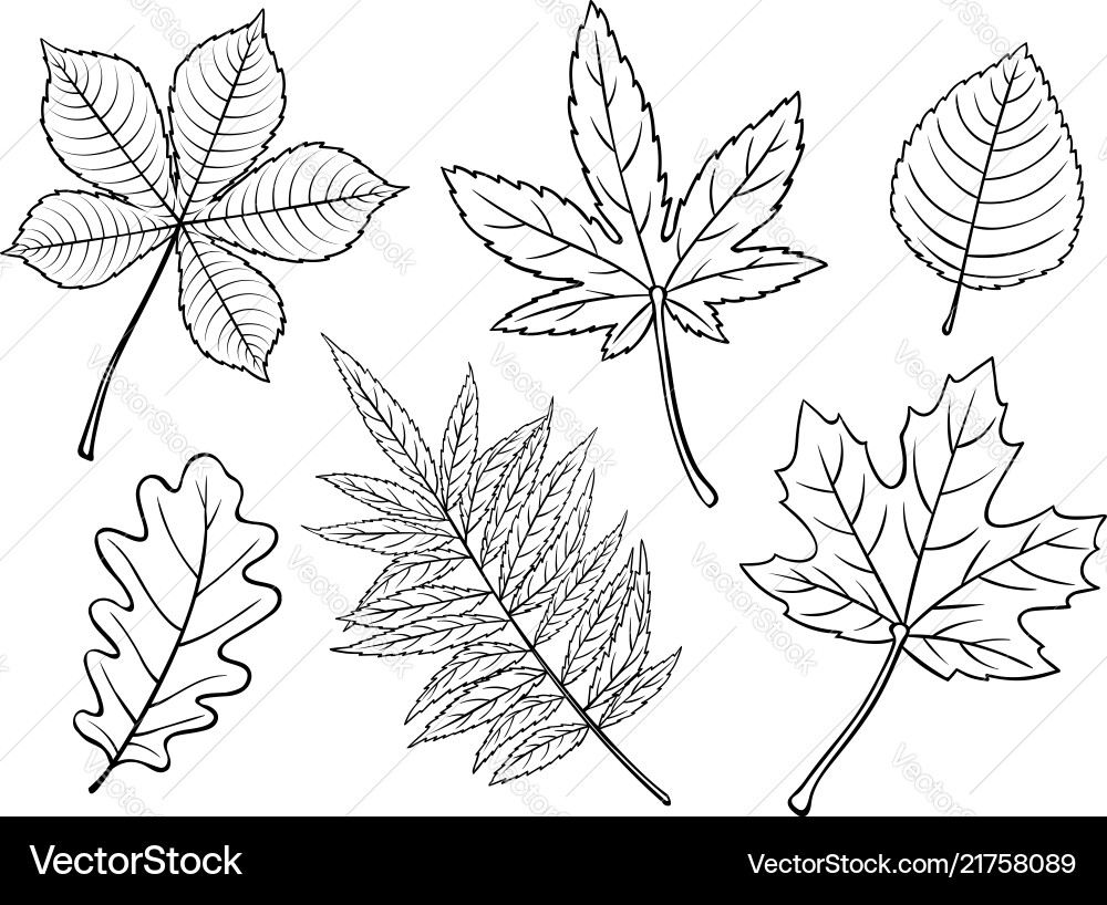 Autumn Leaf Collection Royalty Free Vector Image