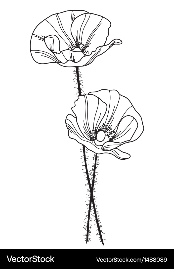 Decorative poppy Royalty Free Vector Image - VectorStock
