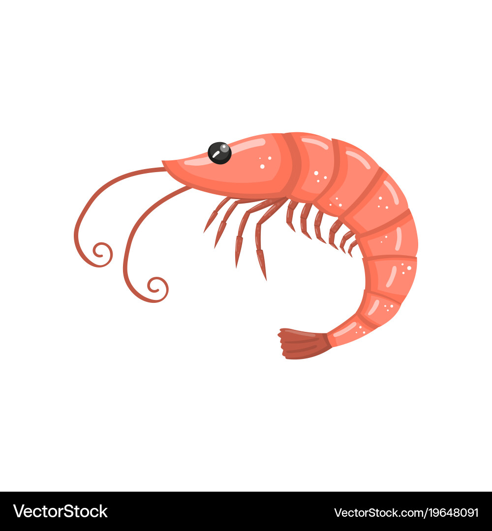 Fresh Shrimp Seafood Cartoon Royalty Free Vector Image