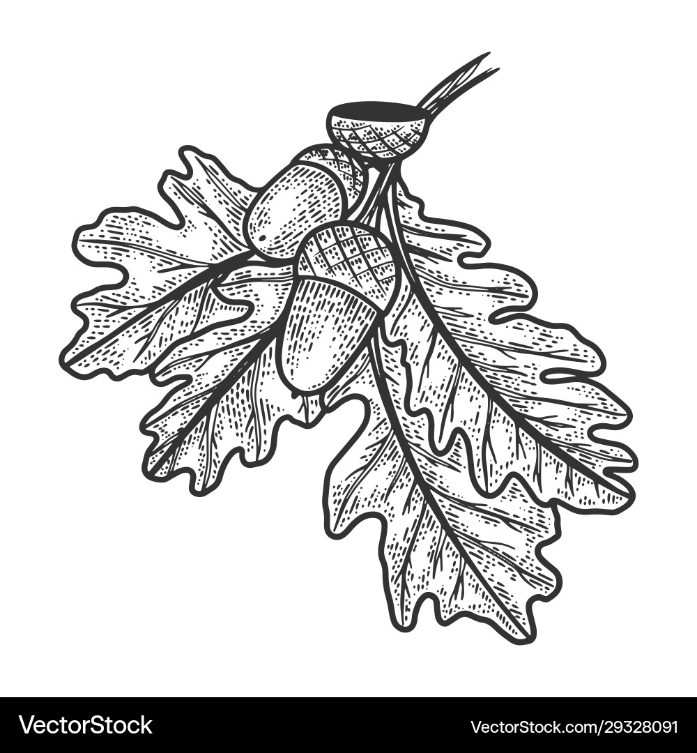 Oak branch with acorns sketch Royalty Free Vector Image