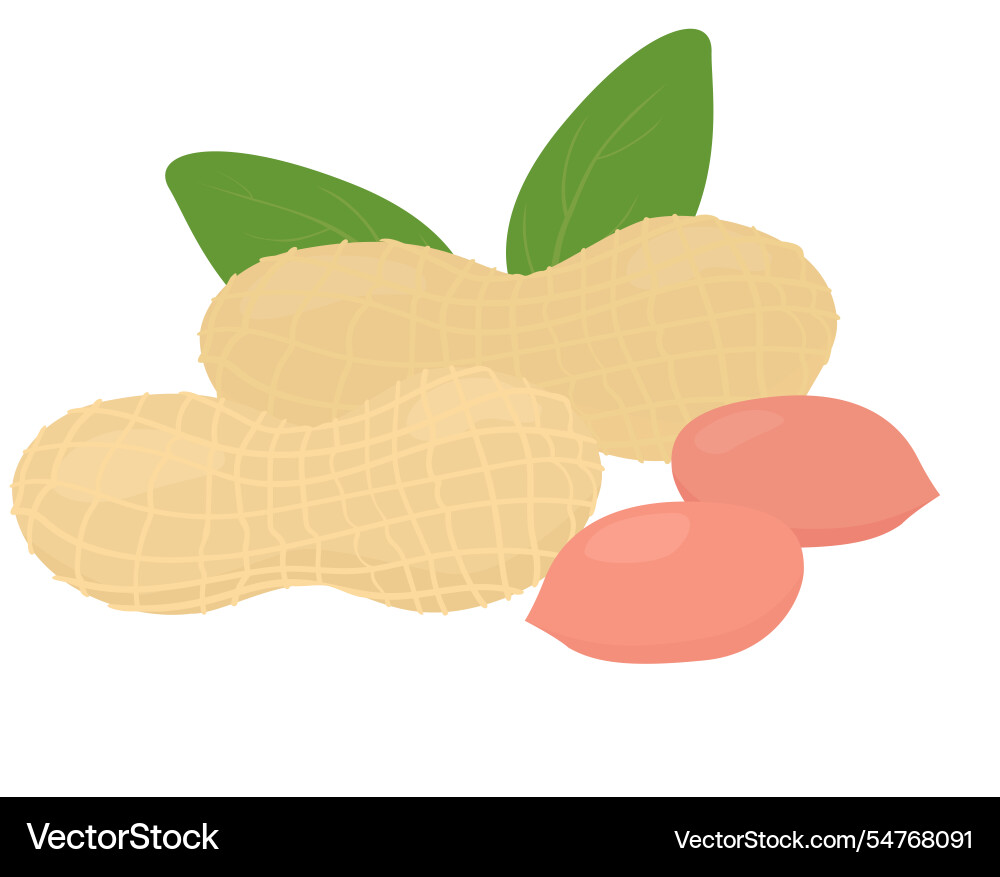 Peanut isolated Royalty Free Vector Image - VectorStock