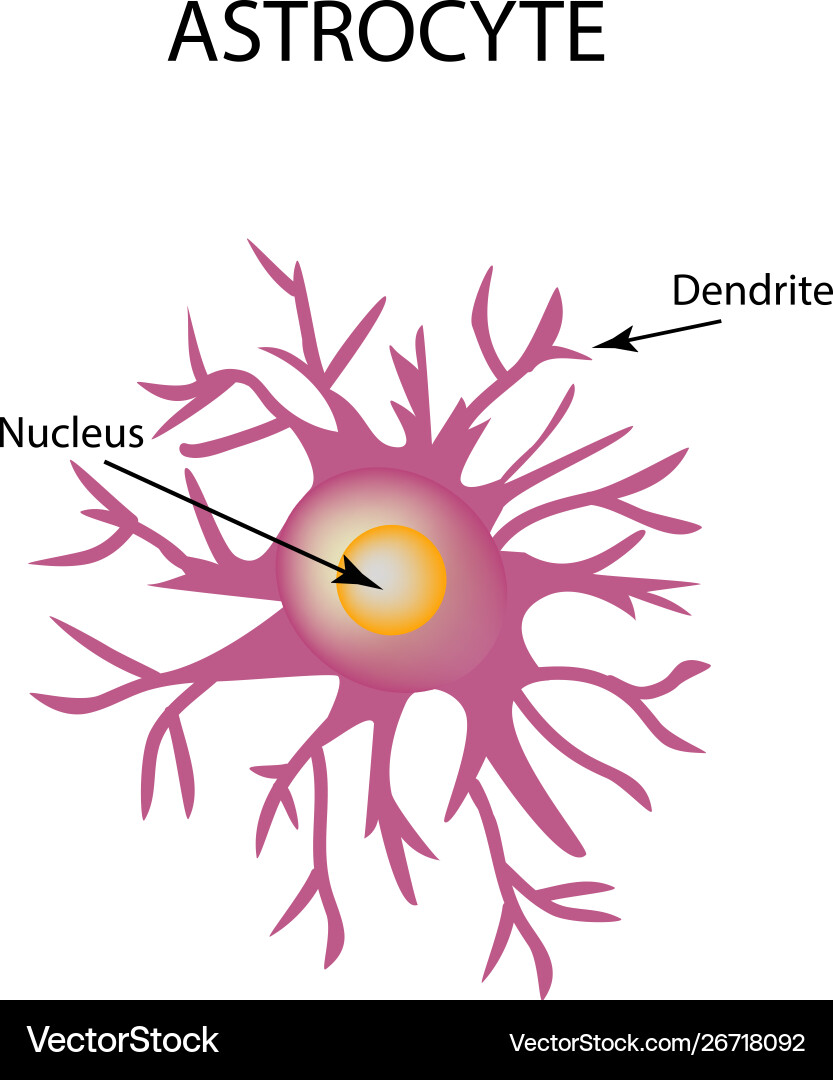 Astrocyte structure nerve cell infographics Vector Image