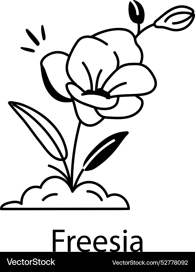 Freesia Royalty Free Vector Image - VectorStock