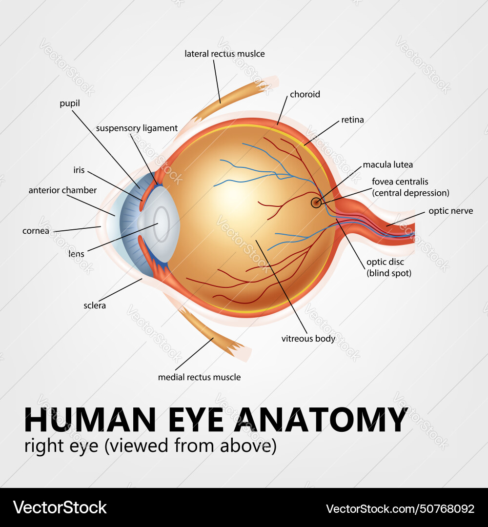 Human eye anatomy right viewed from above Vector Image