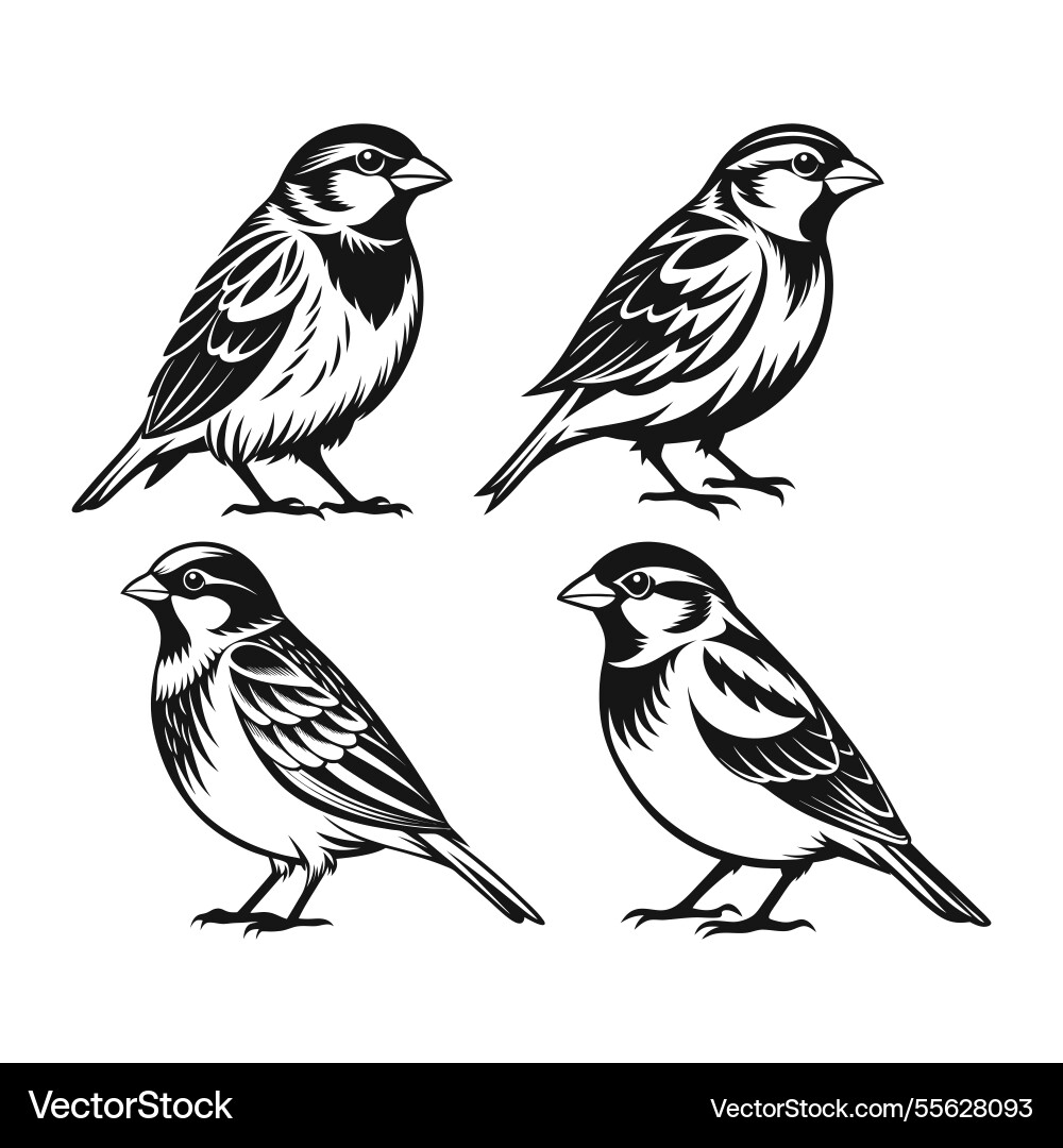 Sparrow bird Royalty Free Vector Image - VectorStock