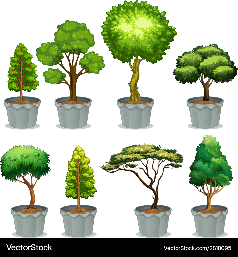 Potted plants Royalty Free Vector Image - VectorStock