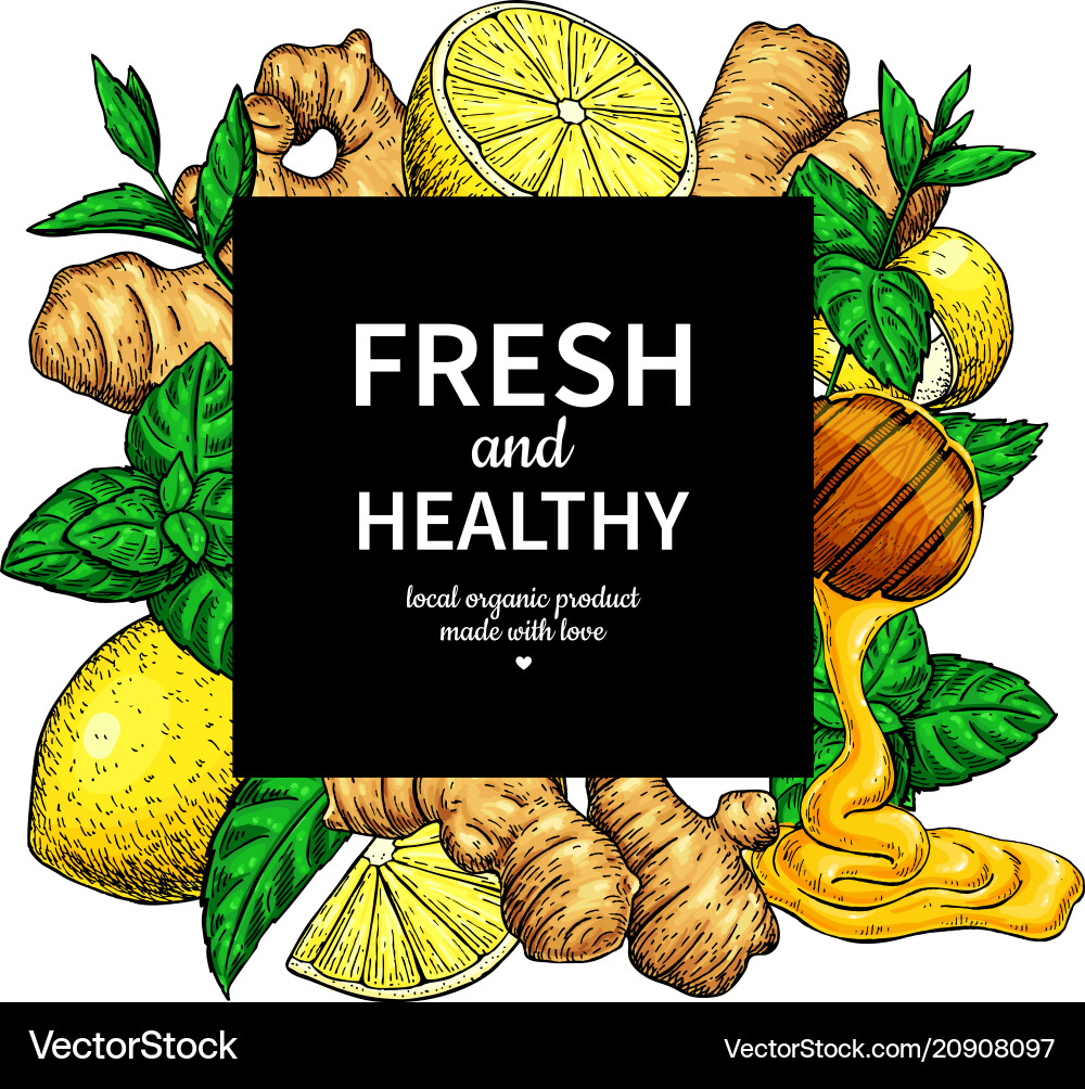 Honey ginger lemon and mint frame drawing Vector Image