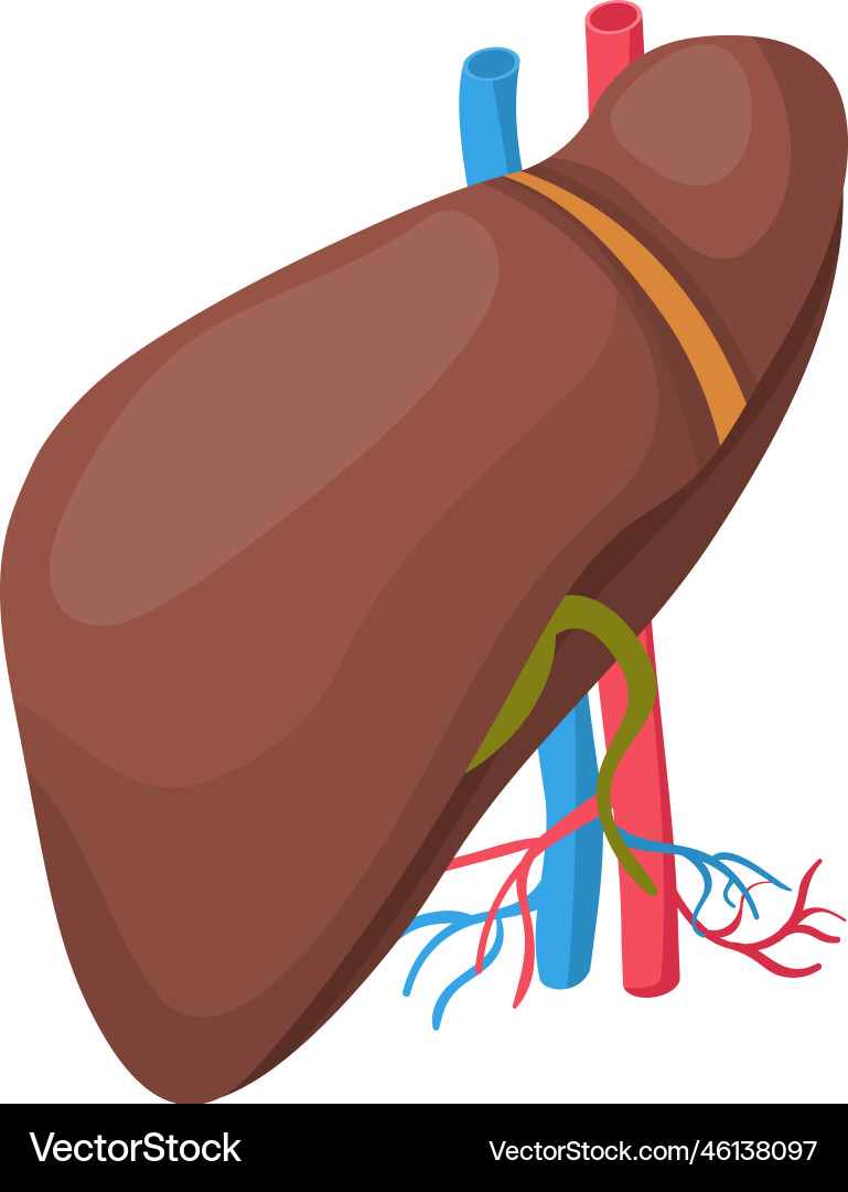 Human liver anatomy composition Royalty Free Vector Image