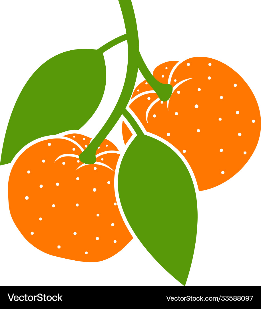 Mandarin Royalty Free Vector Image - VectorStock