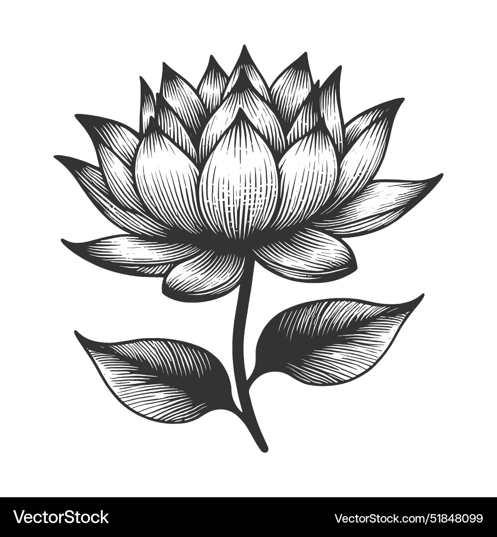 Lotus flower engraving sketch Royalty Free Vector Image