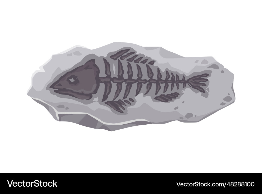 Dinosaur fossil fish skeleton stone imprint Vector Image