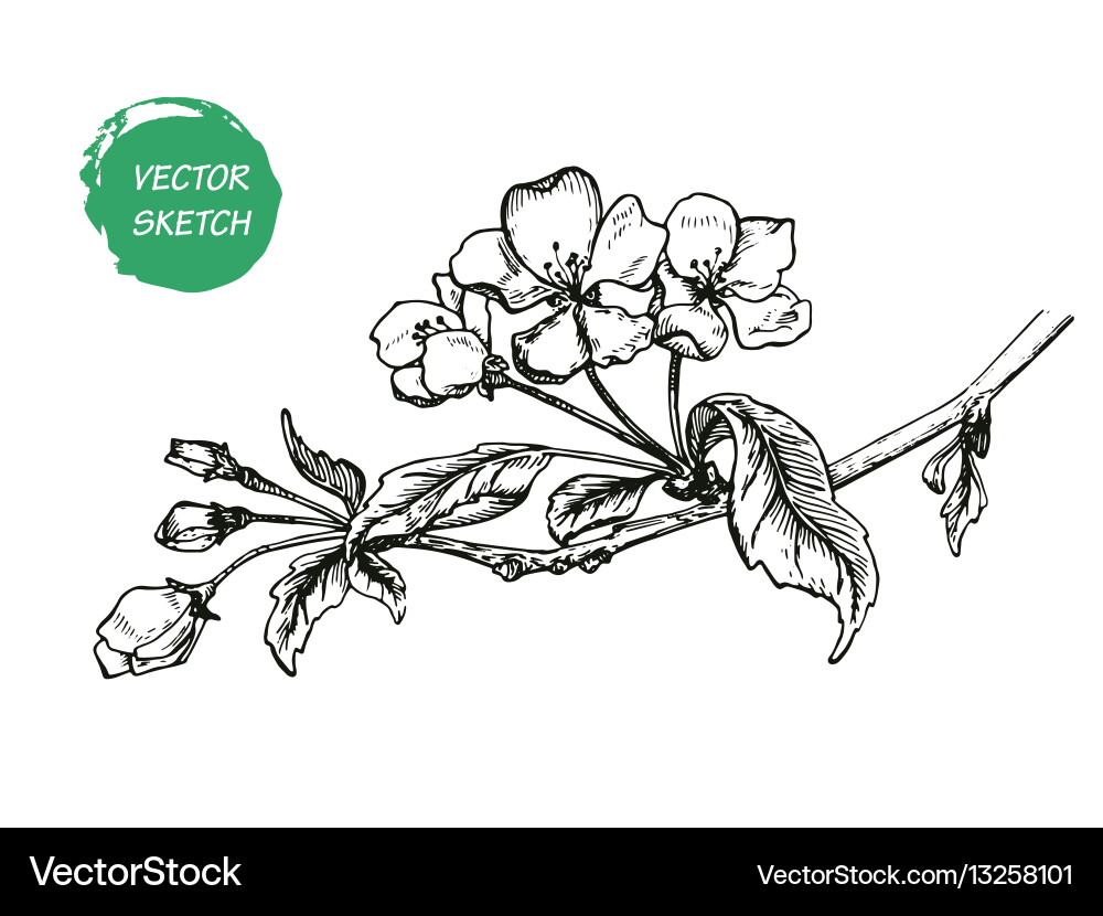 Appleflower sketch 1 Royalty Free Vector Image