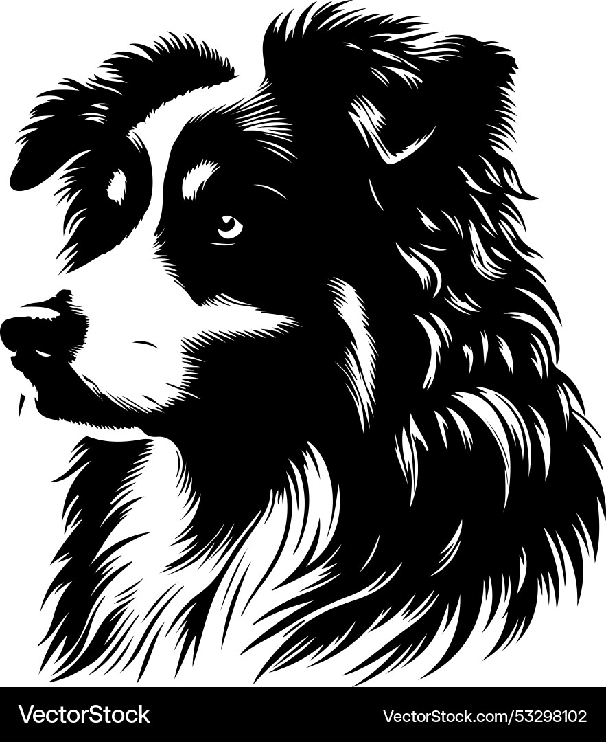 Australian shepherd silhouette white background Vector Image