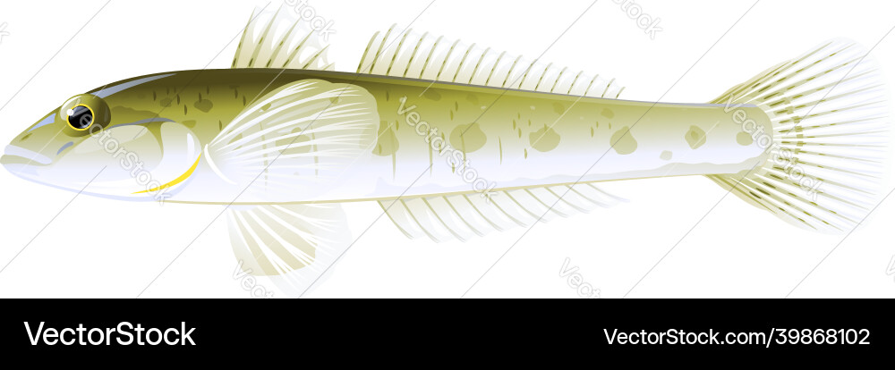 Monkey goby fish isolated Royalty Free Vector Image