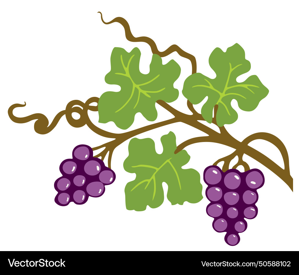 Vine branches decorative with ripe grape berries Vector Image