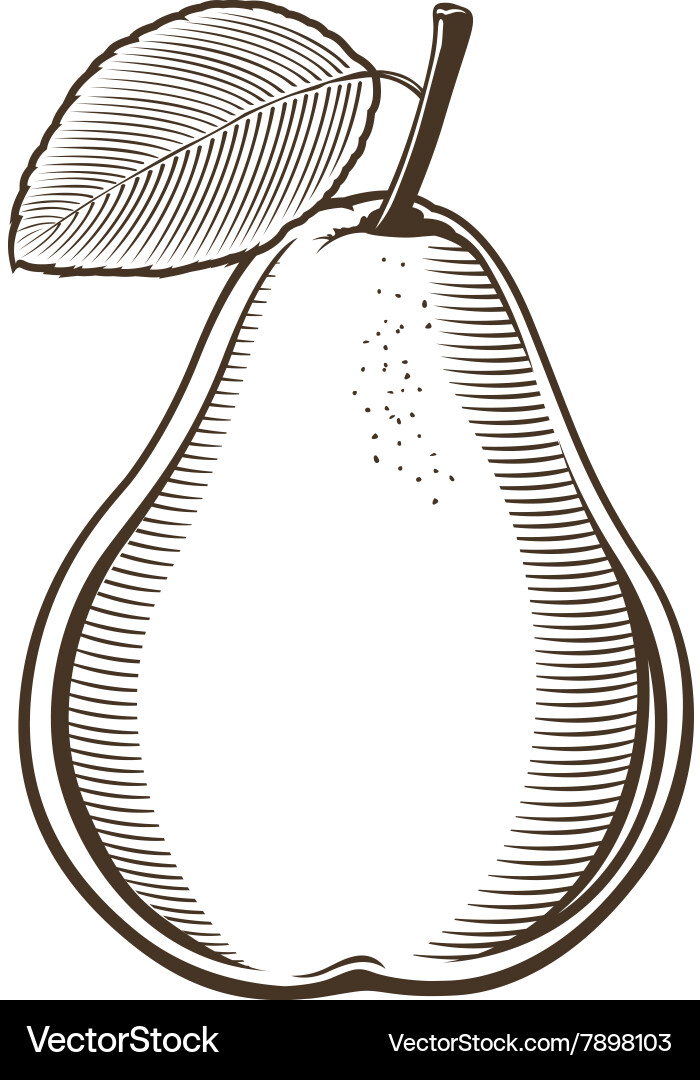 Birne im Vintage Stil Linie Kunst Lizenzfreies Vektorbild