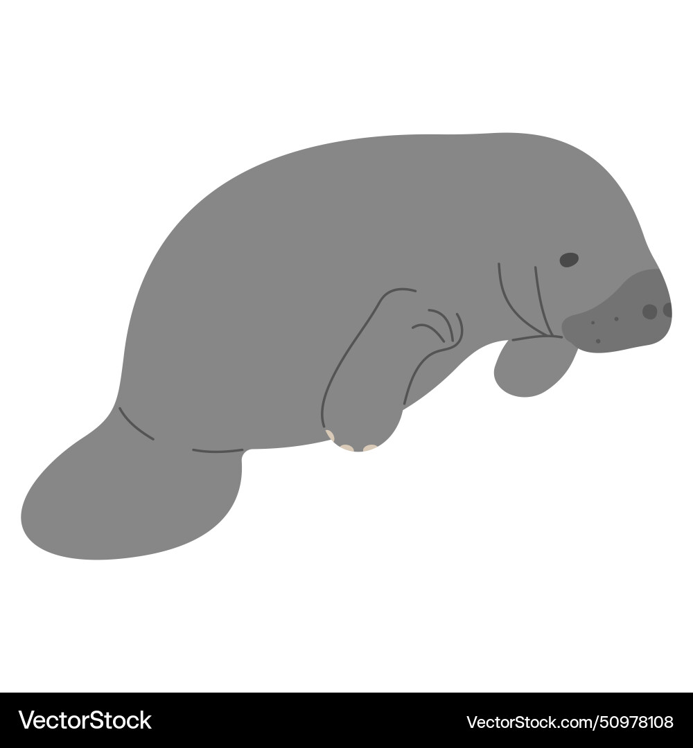Manatee single 10 Royalty Free Vector Image - VectorStock