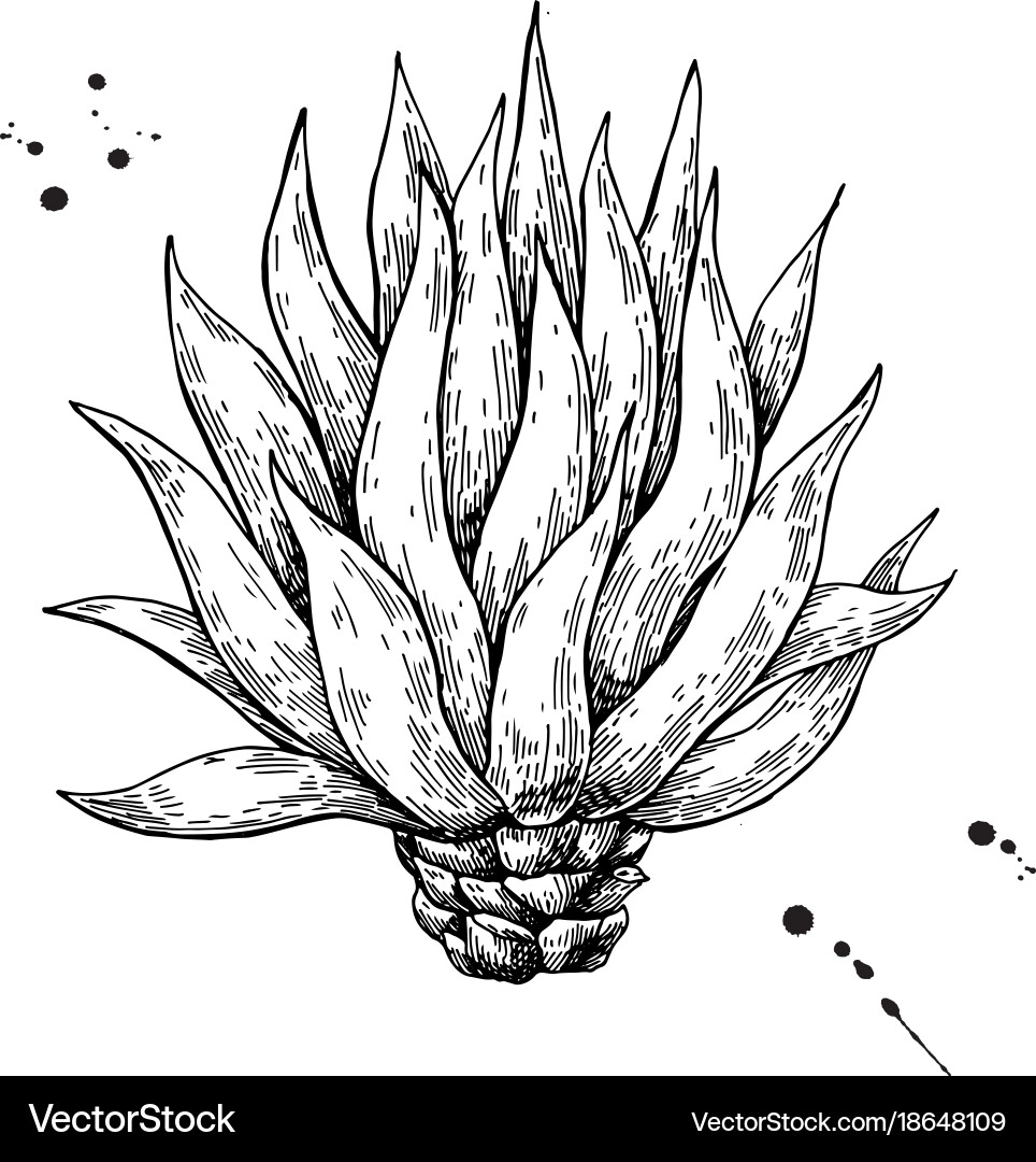 Blue Agave Drawing