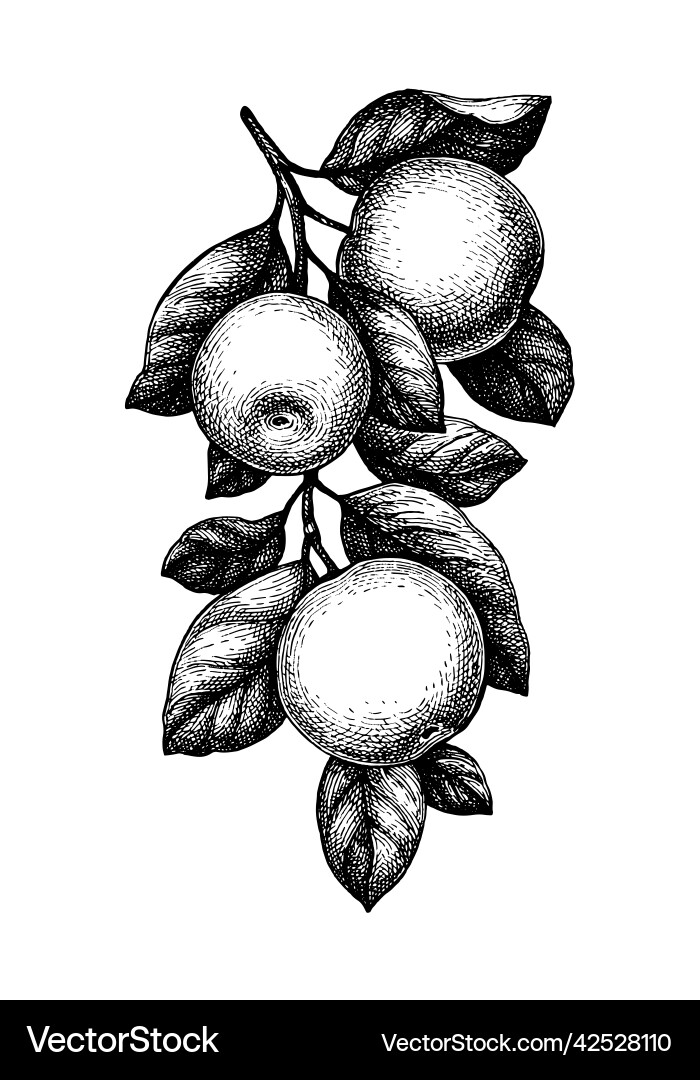 Apple Branch Sketch Royalty Free Vector Image - VectorStock