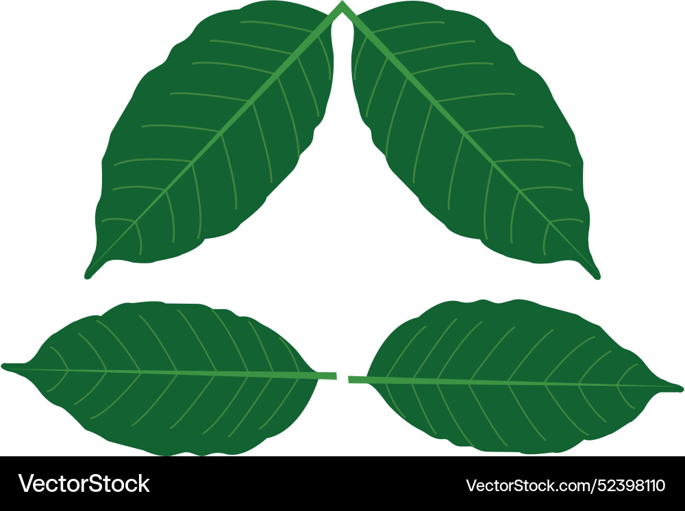Cocoa leaf isolated on white background cacao Vector Image