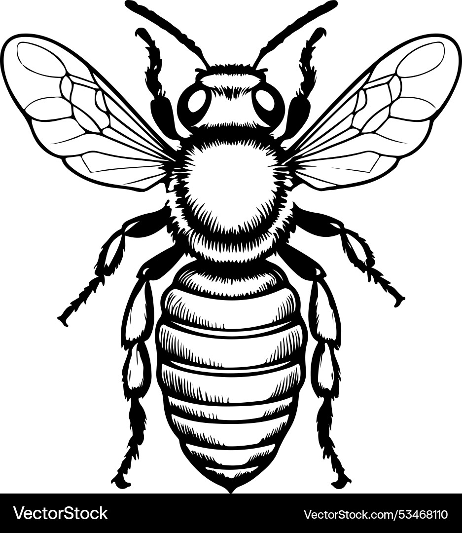 Honey bee engraving Royalty Free Vector Image - VectorStock