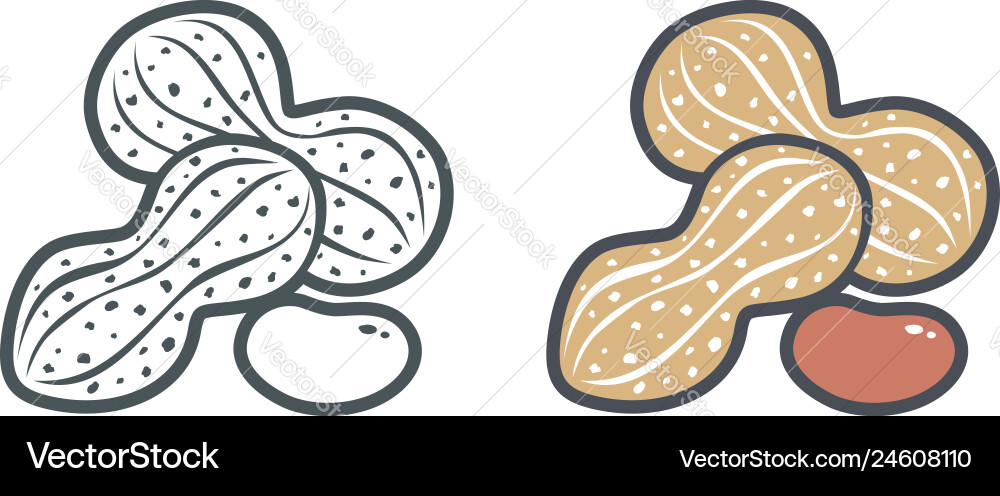 Peanut Icon Set Royalty Free Vector Image - VectorStock