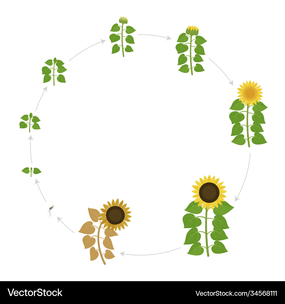 Sunflower growth stages round live cycle Vector Image