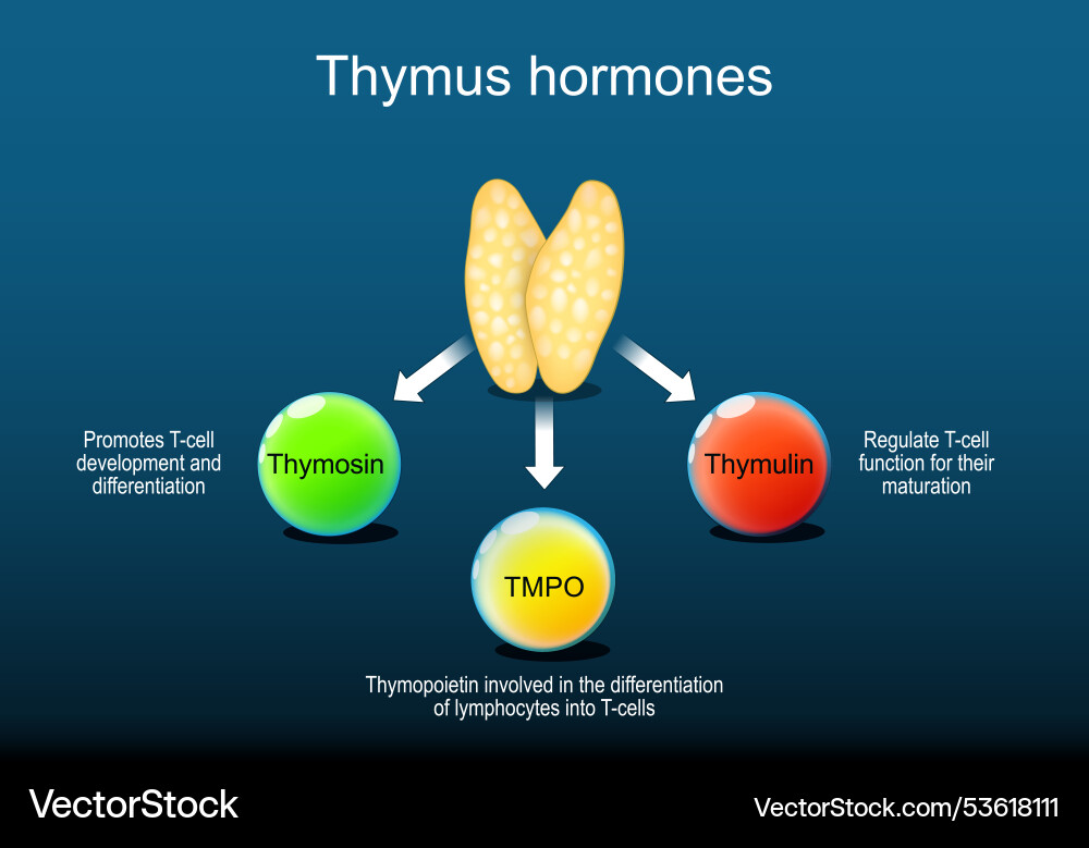 Thymus Endocrine The Thymus | Canadian Cancer Society