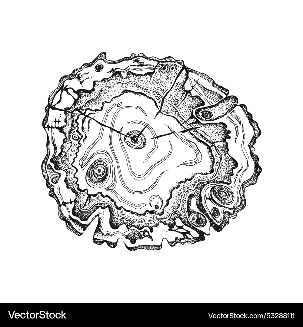 Tree rings wooden cross section Royalty Free Vector Image
