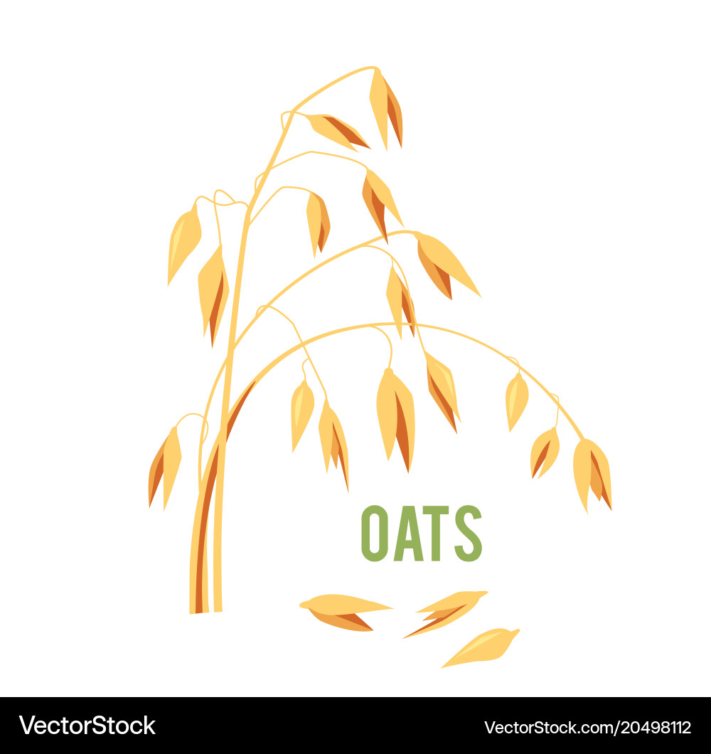 Oats cereals grain Royalty Free Vector Image - VectorStock