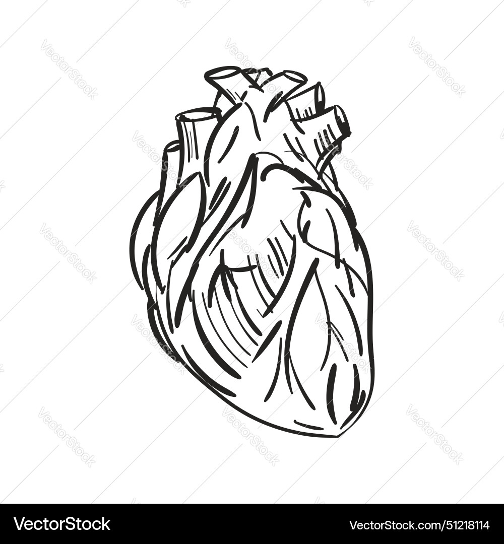 Anatomical heart hand drawing isolated Royalty Free Vector Anatomical heart hand drawing isolated Royalty Free Vector