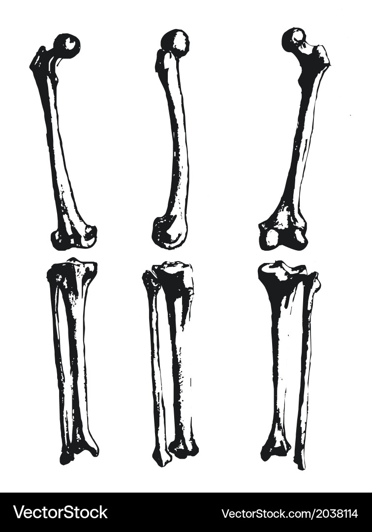 Bones Royalty Free Vector Image - VectorStock