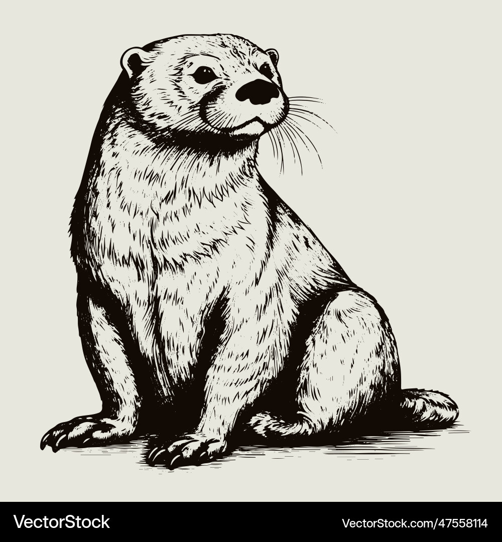 Otter Outline How To Draw An Otter