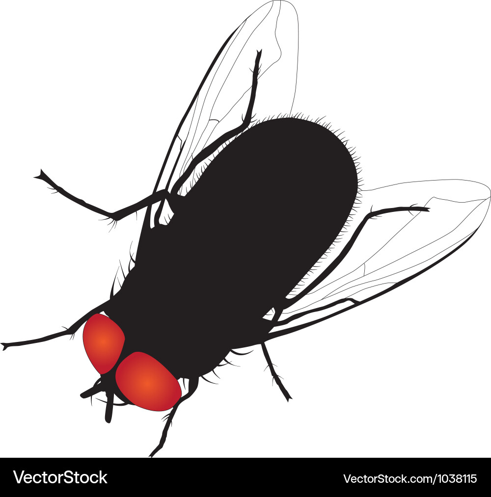 House fly silhouette on white background Vector Image