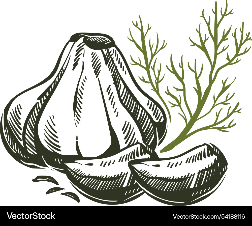 Hand drawn garlic bulb Royalty Free Vector Image