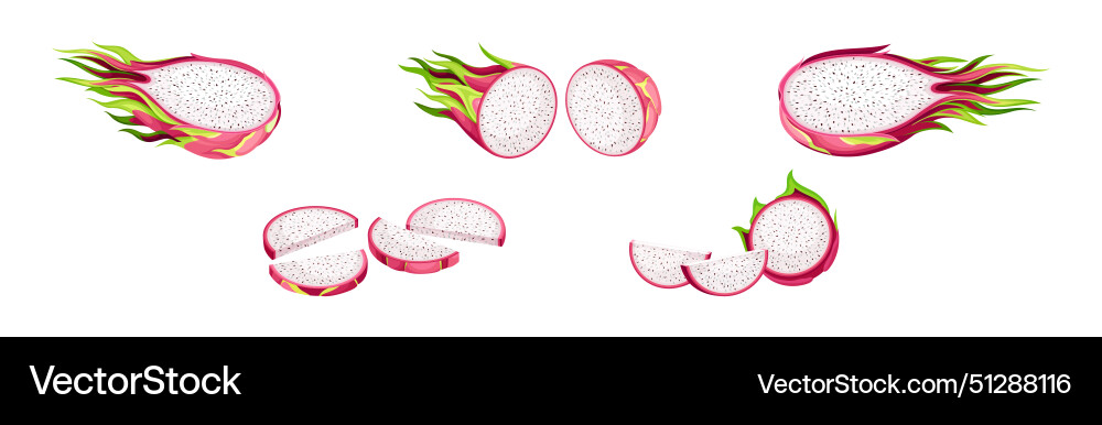 Pitaya or pitahaya fruit of cactus species Vector Image