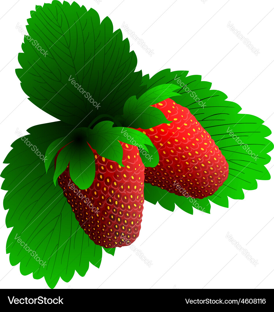 Strawberry Royalty Free Vector Image - VectorStock