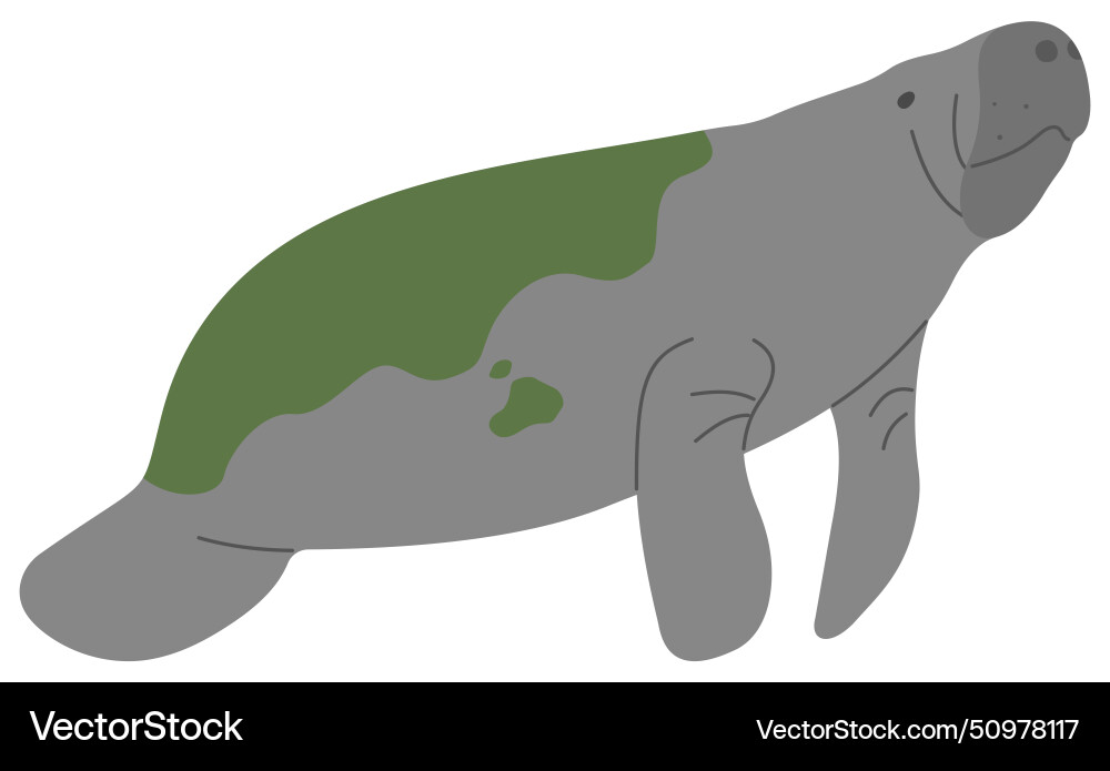 Manatee single 19 Royalty Free Vector Image - VectorStock