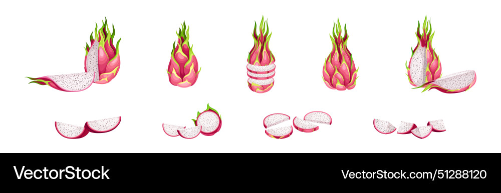 Pitaya or pitahaya fruit of cactus species Vector Image