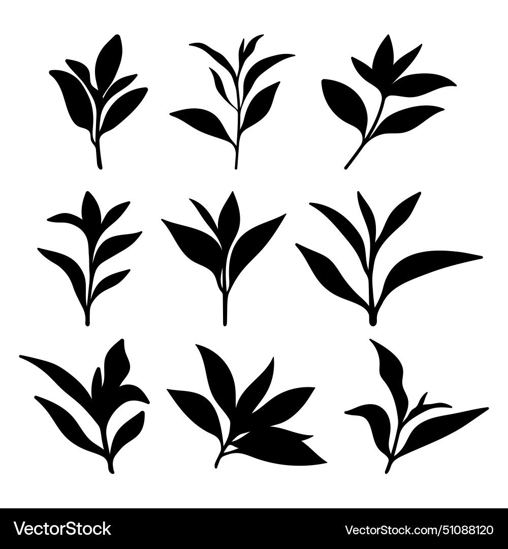 Tea tree leaves silhouette stencil templates Vector Image