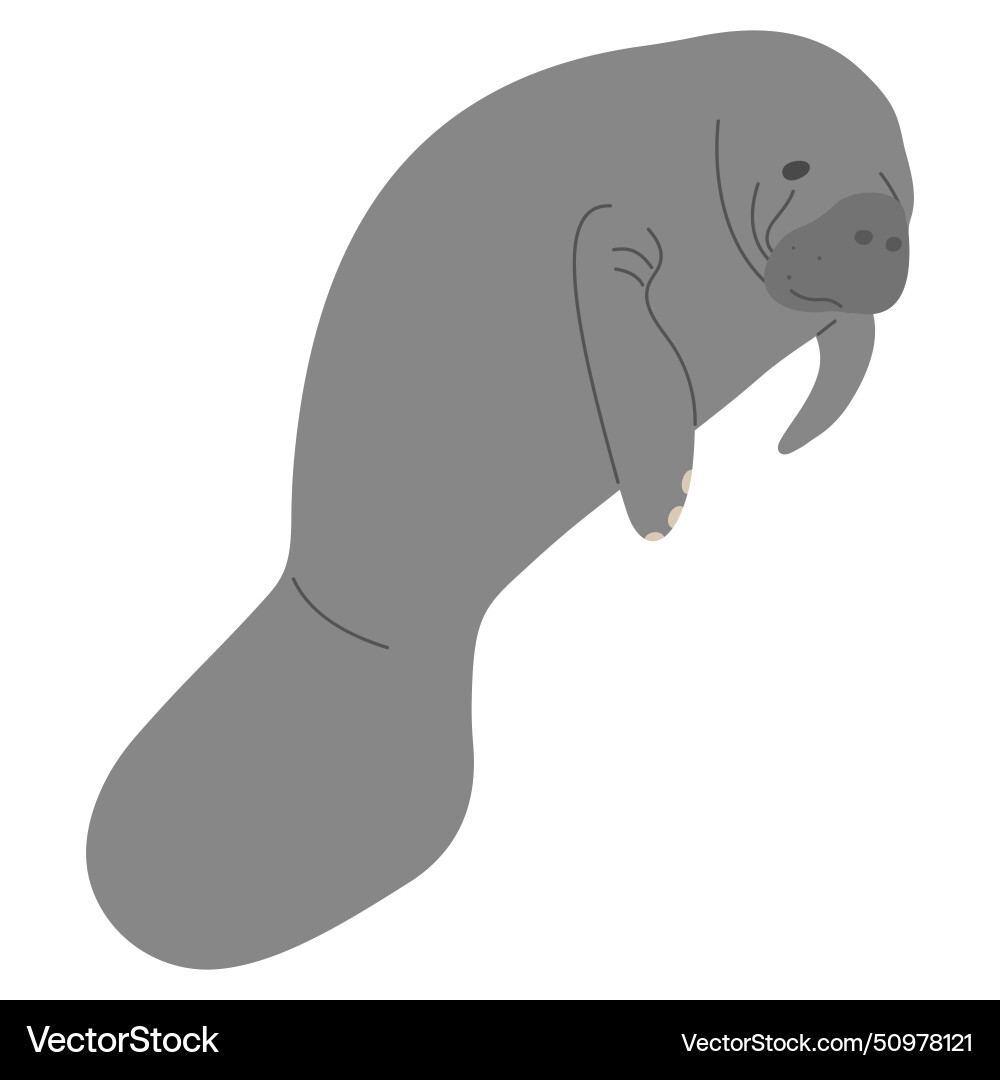 Manatee single 3 Royalty Free Vector Image - VectorStock