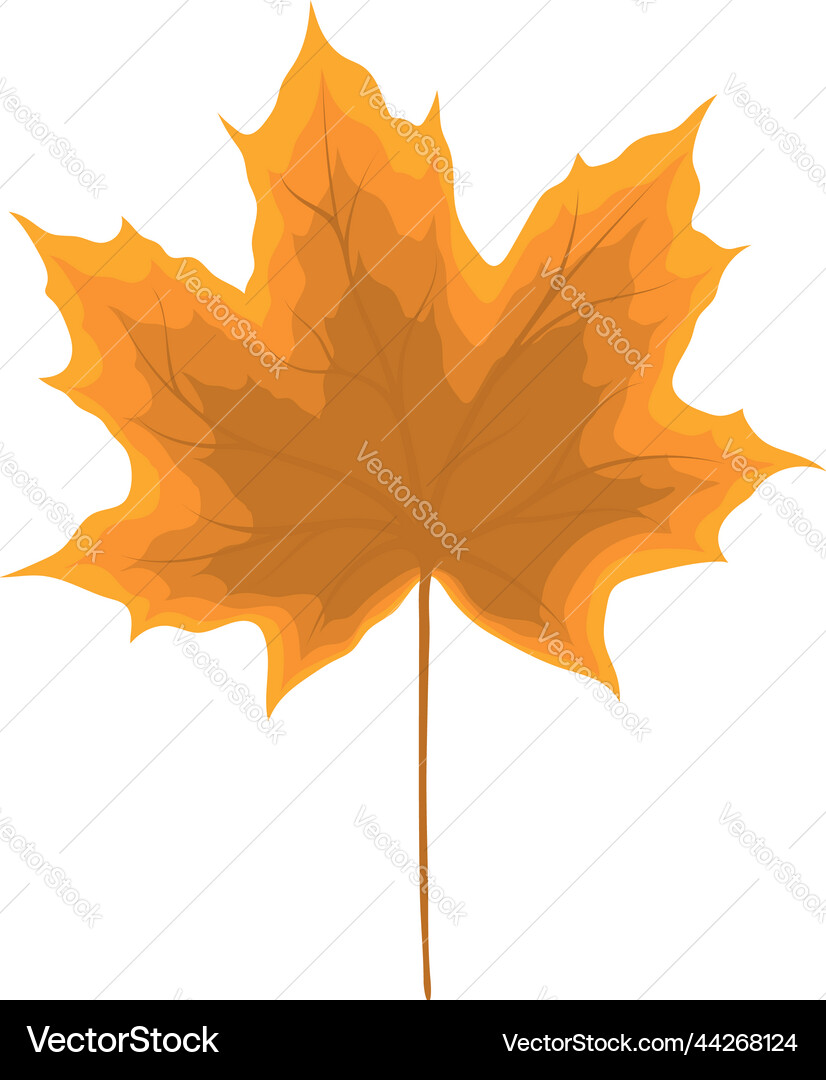 Maple autumn leaf Royalty Free Vector Image - VectorStock